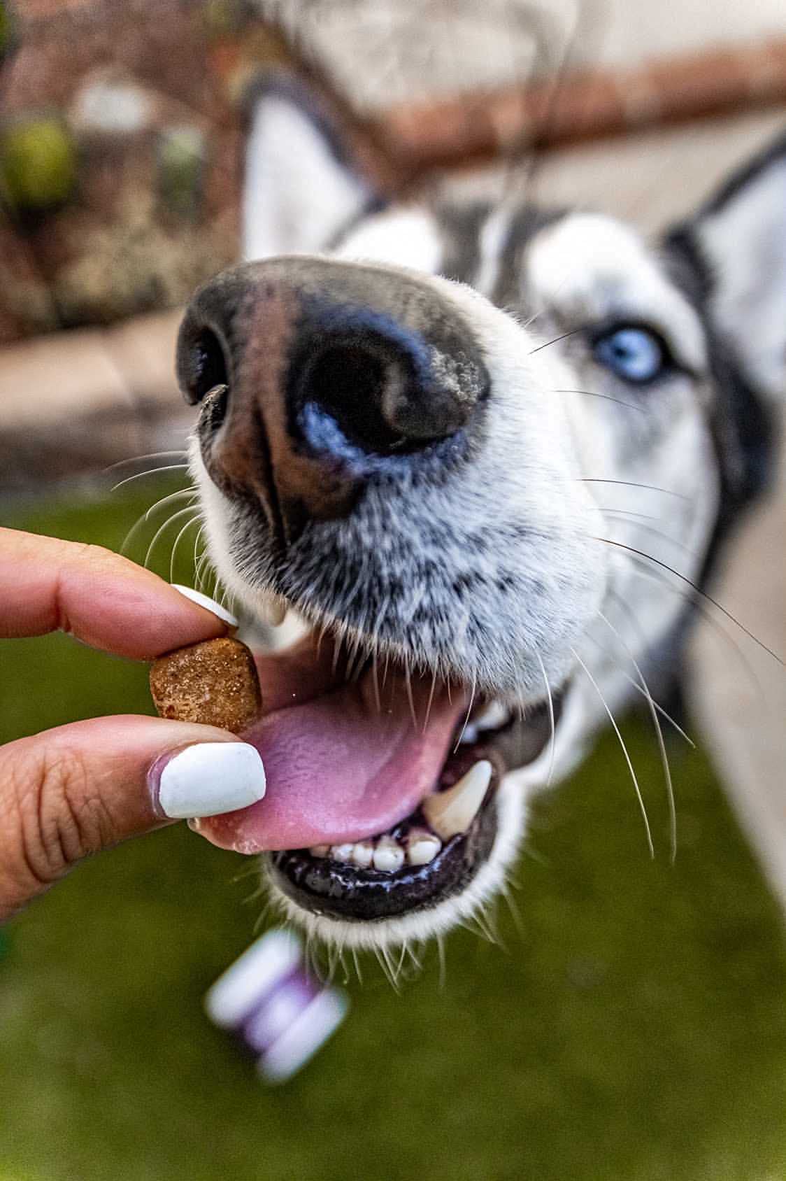 Natural Rapport Dog Digestive Supplement - The Only Digestive Support Soft Chews Dogs Need - 120ct Treats That Contain Probiotics and Enzymes to Support Digestion and Gut Health