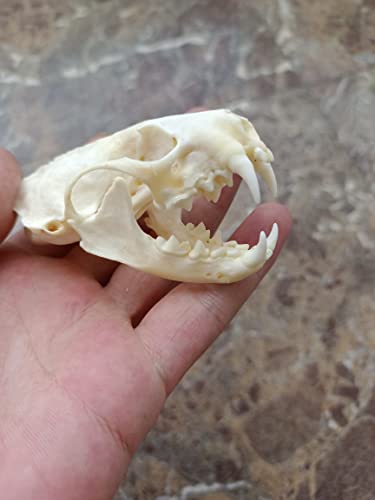 HOT 1/2/3/5/10 pcs Real Animal Skull Specimen Taxidermy Cleaned Skull Collection Fox, cat, Mink, Crocodile, Dog, Raccoon, Snake, Rabbit, Goat ,Muskrat,Nutria,Fox's paw (1pcs,Mink)