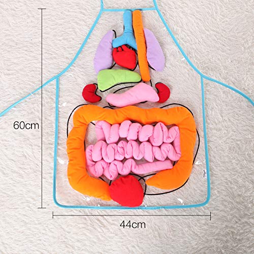 vocheer 3D Organ Apron, Anatomy Apron Human Body Organs Awareness Montessori Educational Tool Toy for Home Preschool Teaching Aid, Transparentā¦
