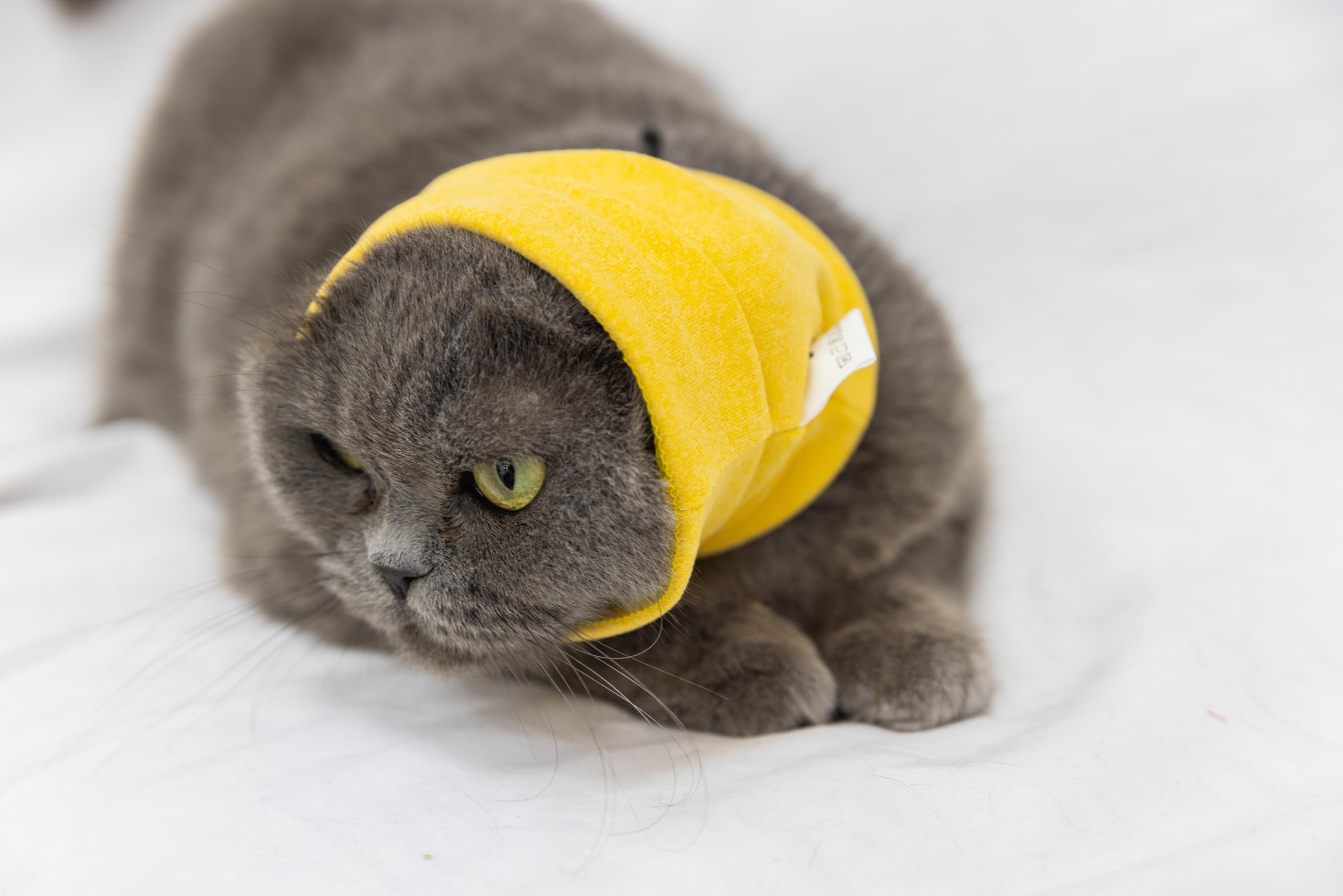 DDFS Cat Hematoma Ear Wrap,Cat No Flap Ear Wrap Anxiety & Stress Relief - No Flap Ear Wrap for Cats Yellow S