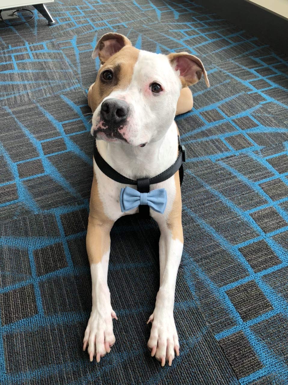 Shelter Pets 10" Brown & White Pitbull Plush - Tillman - Real-Life Adopted Staffordshire Terrier - Supports Animal Shelters