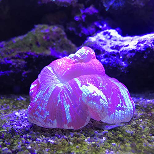 Seachem Reef Buffer 250gram
