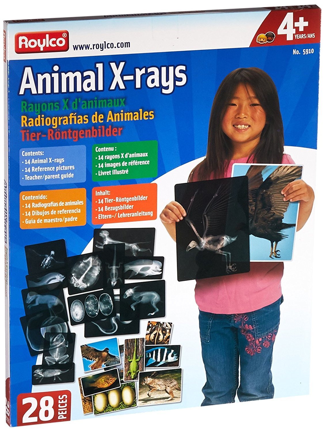 Roylco Animal X-ray Set – 14 Realistic Animal Skeleton Images for Homeschool Science, Classroom Anatomy Lessons, and Lab Studies – Hands-On STEM/STEAM Learning for Kids