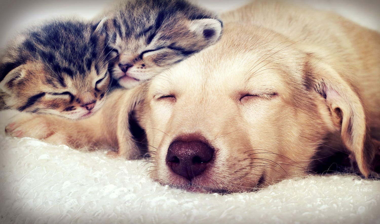 I LOVE MY PETS LLC pet Calming cat - PET Relaxant - Powerful Anxiety Relief - Healthy Chews - tryptophan for Cats - 90 Treats (1 Bottle)