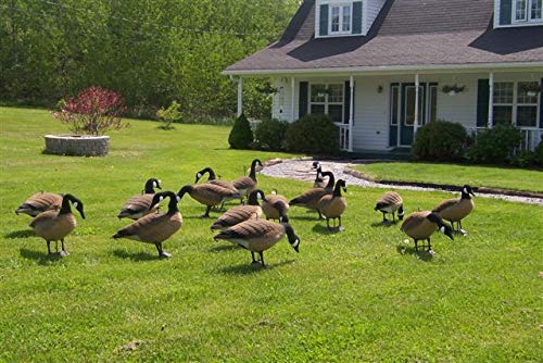 Canada Goose Head Decoy Flocking Kit - 50 Heads