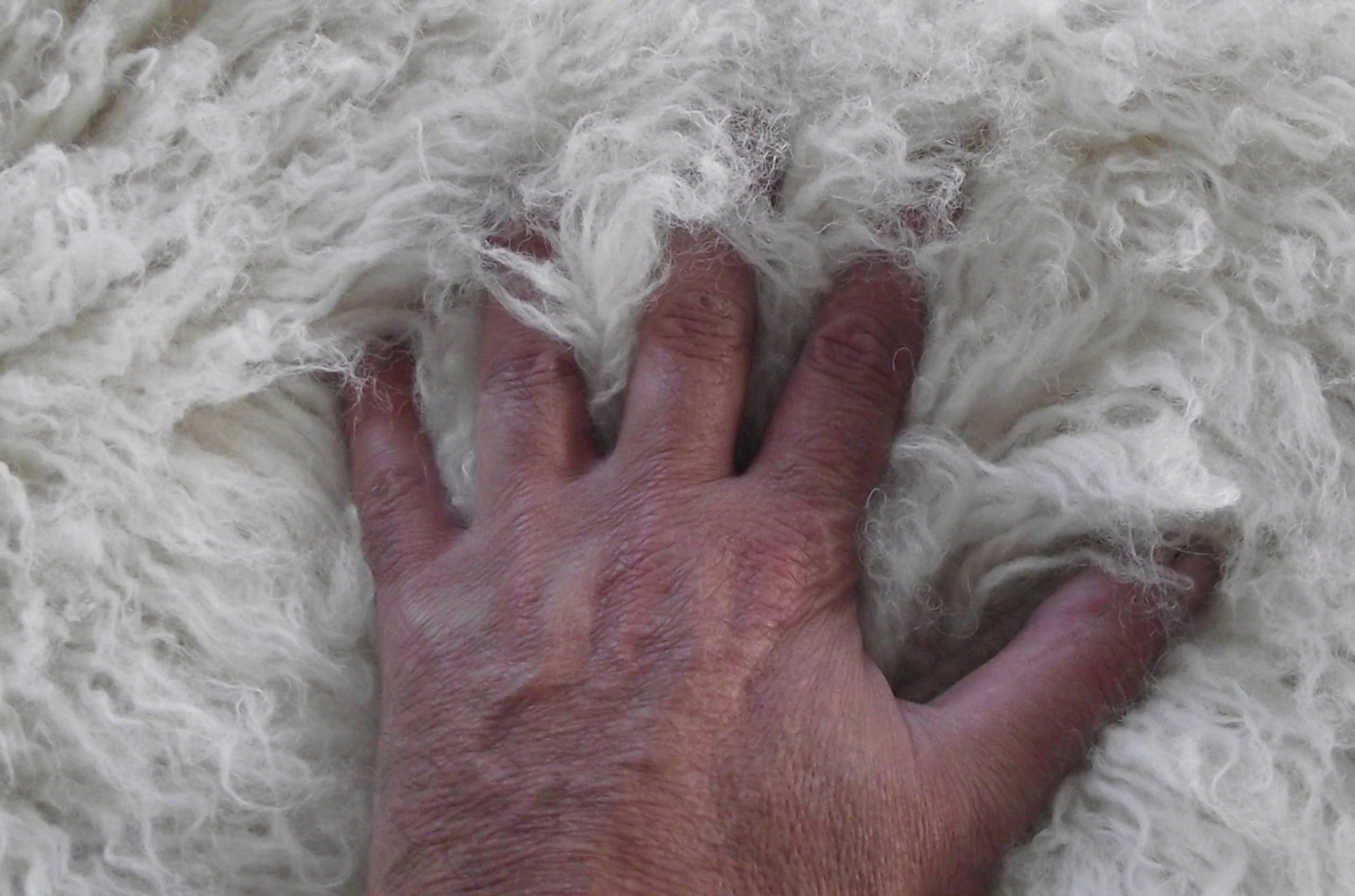 FLOKATI SHAG Beautiful Greek Flokati Rugs in Popular Sizes | Soft and Fluffy 3"" Organic Wool Pile | Premium 2000gsm Weight | Off White Wool Rug. (3' x 5')