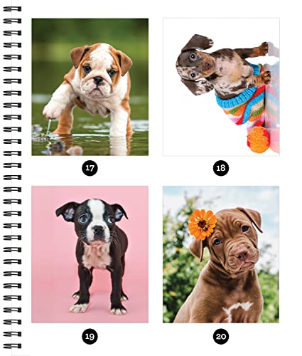 Brain Games - Sticker by Number: Dog-Gone It (28 Images to Sticker)