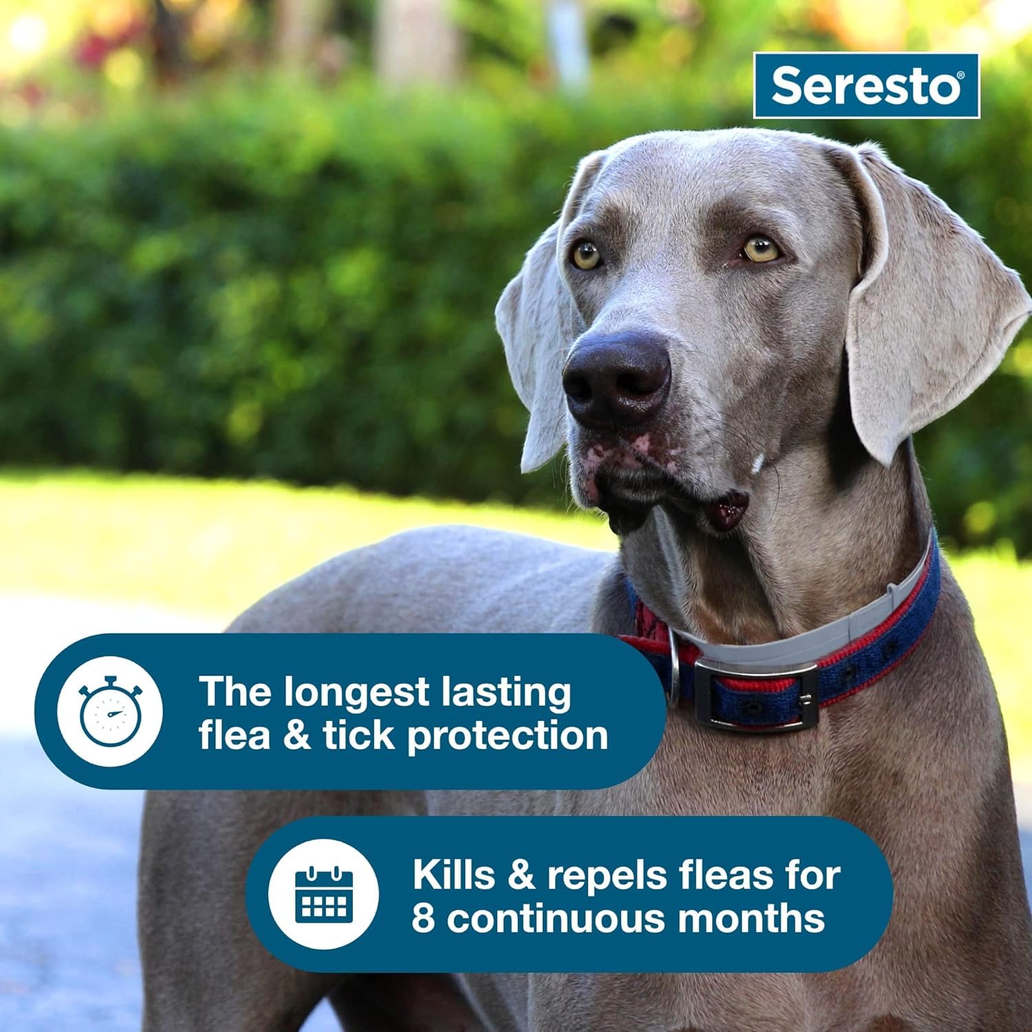 Large Dog Vet-Recommended Flea & Tick Treatment & Prevention Collar for Dogs Over 18 lbs seresto