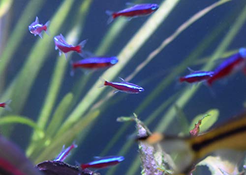 Seachem Stability Fish Tank Stabilizer - For Freshwater and Marine Aquariums 4L