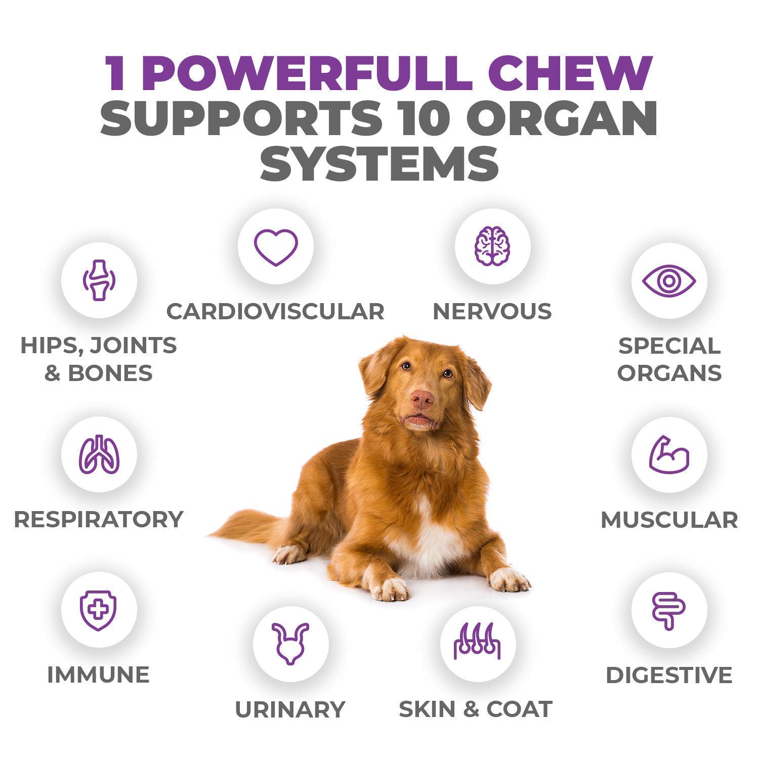 Mighty Petz MAX Dog Multivitamin MAX Hemp Glucosamine for Dogs Bundle