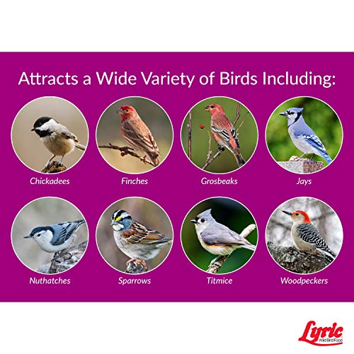 Lyric Sunflower Kernels Wild Bird Seed No Waste Bird Food Attracts Finches & More 25 lb. bag