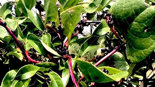 Gaea's Blessing Seeds - Red Malabar Spinach Seeds - Non-GMO Seeds with Easy to Follow Planting Instructions - Heirloom Red Stemmed Malabar - 93% Germination Rate