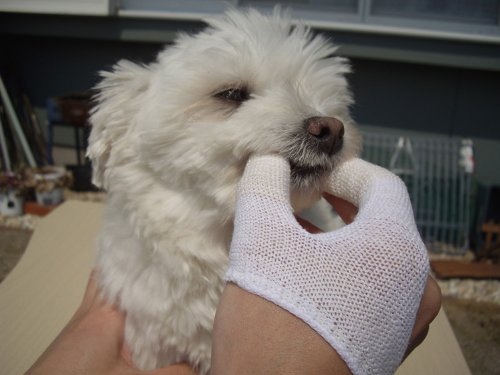 MIND UP Dog Mouth Care Yubi Toothbrush, Battery Powered, White, 0.4 oz