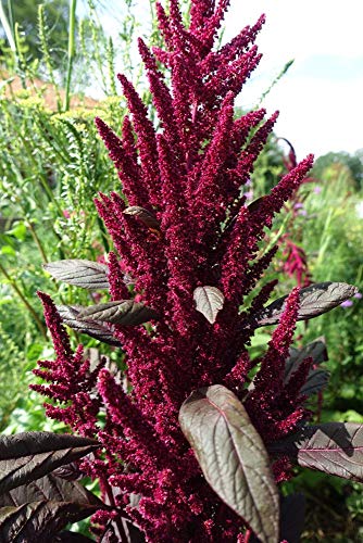 Gaea's Blessing Seeds - Amaranth Seeds - Red Garnet - Non-GMO Seeds with Easy to Follow Planting Instructions - Open-Pollinated - Untreated - Heirloom - 92% Germination - Net Wt. 1.3g