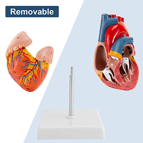 Winyousk Anatomy Heart Model, 1:1 Size Human Heart Model with 2-Part,48 Accurate Numbered Heart Model for Cardiac Labs, Medical Teaching, Hospitals