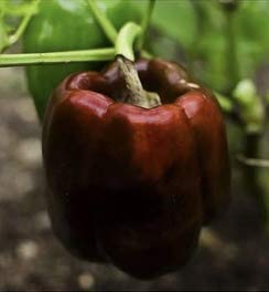 Chocolate Beauty Sweet Bell Pepper Seeds for Planting, 20+ Heirloom Seeds Per Packet, (Isla's Garden Seeds), Non GMO Seeds, Botanical Name: Capsicum annuum, Great Home Garden Gift