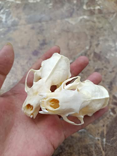 HOT 1/2/3/5/10 pcs Real Animal Skull Specimen Taxidermy Cleaned Skull Collection Fox, cat, Mink, Crocodile, Dog, Raccoon, Snake, Rabbit, Goat ďźMuskratďźNutriaďźFox's paw (1pcs,Mink)
