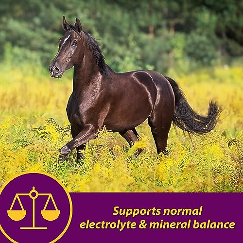 Horse Health Apple-Dex Apple Flavored Electrolytes for Horses, Replaces minerals lost during exercise, under stress or extreme weather conditions, 5 pound