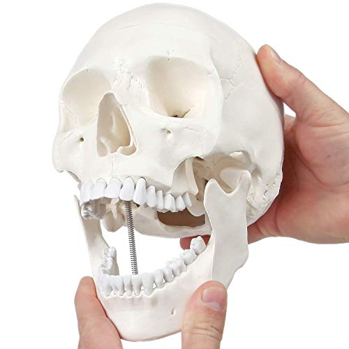 Wellden Medical Full Disarticulated Skeleton, Human Anatomical, Life-Size, 170cm