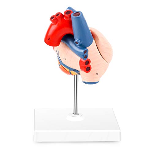 MIIRR Human Heart Model, 2-Part Life Size Heart Model Educational Tool, 3D Heart Model Anatomy, Accurate Numbered Heart Medical Anatomy Model with Magnets on Base