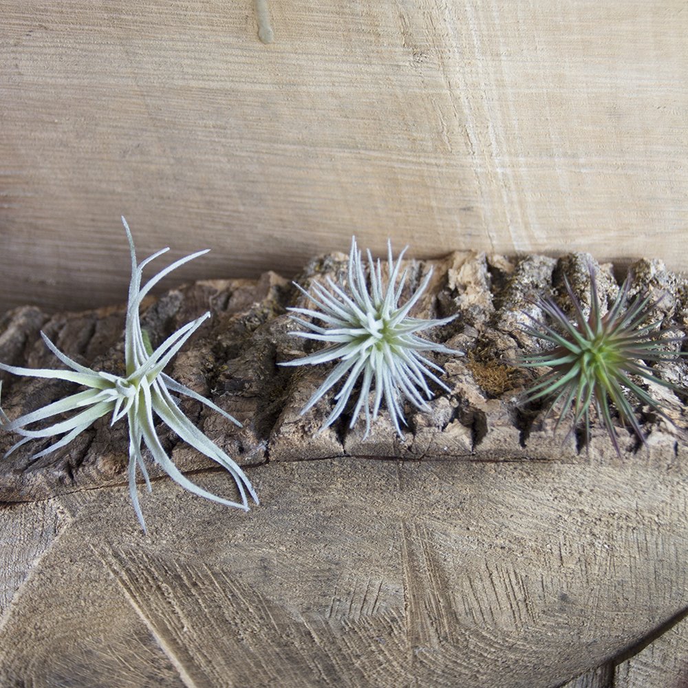 CHIVE Artificial Air Plants — Bulk Set of 5, Small — Ultra Realistic Fake Tillandsia Bromeliad Plants — Decorative Faux Succulents for Home & Office Decor — No Care Needed!