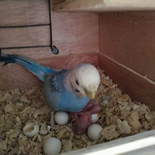 WOLEDOE 8Pcs Fake Bird Eggs, Stop Egg Laying fit Parrotlet, American Parakeet, Budgie, Diamond-Dove Artificial Eggs 14mm*19mm