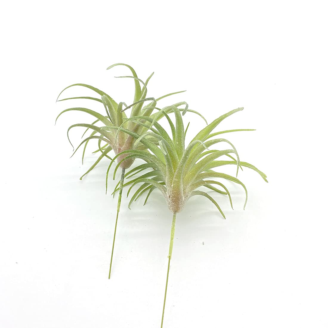 ZKTECH 4 Pack Artificial Succulent Plants Flocked Air Plants Grass Faux Flocking Tillandsia Air Plants Bromeliads for Home Garden Decor Terrarium Project Fake Artificial Plants Arrangement