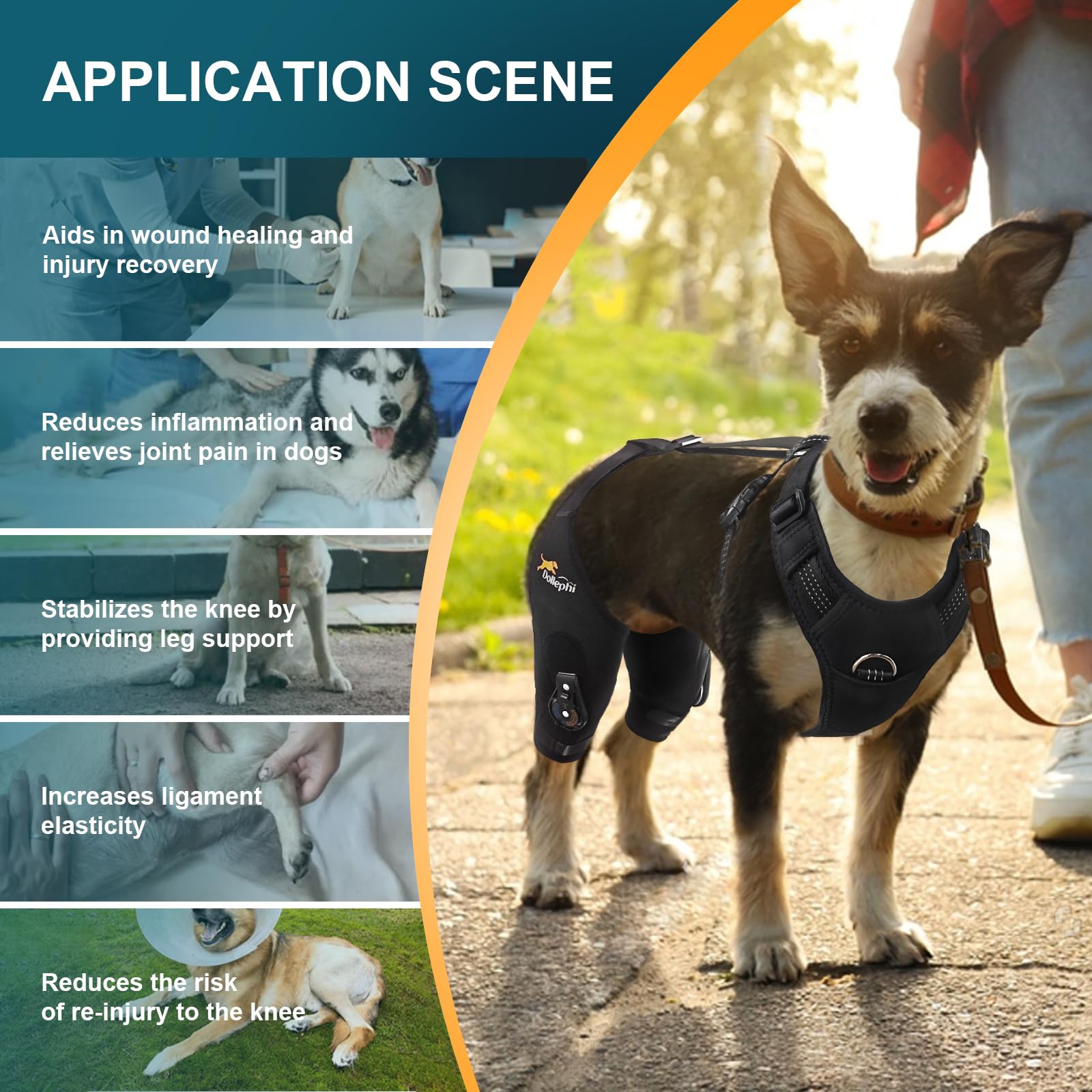 Dollephi Dog Knee Brace for torn acl hind leg with Adjustable Hinge Stabilizer, Dog leg brace Support for Cruciate Ligament Injury, Dog back brace for Osteoarthritis, Recovery After Surgery,et(L)