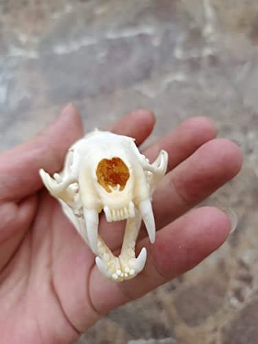 HOT 1/2/3/5/10 pcs Real Animal Skull Specimen Taxidermy Cleaned Skull Collection Fox, cat, Mink, Crocodile, Dog, Raccoon, Snake, Rabbit, Goat ,Muskrat,Nutria,Fox's paw (1pcs,Mink)