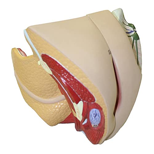 Walter Products B10445 Female Genital Model, Life Size, 4-Parts
