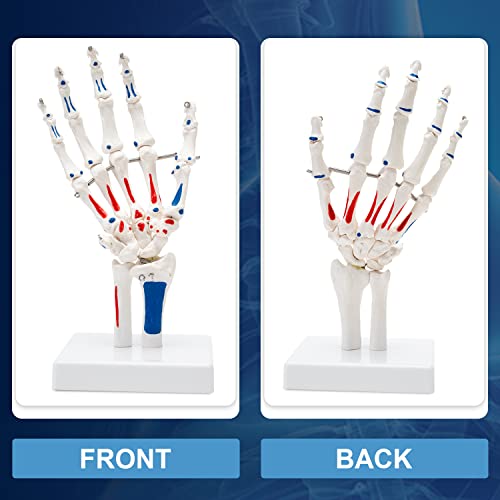 Winyousk Human Hand Model with Articulated Joints for Natural Movement, Show Muscle Start and End Points,Hand Skeleton Model Showing Ulna and Radius