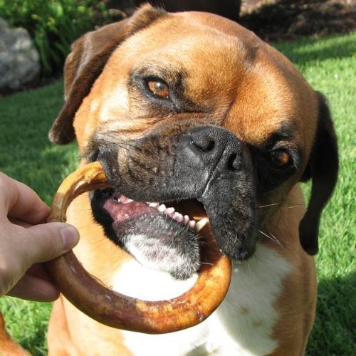 Pawstruck All Natural 4" Bully Stick Rings for Dogs, Grain Free, Low Odor, Single Ingredient, & Rawhide-Free Dental Chew Treat Bones, 100% Real Beef Fully Digestible, 3 Count