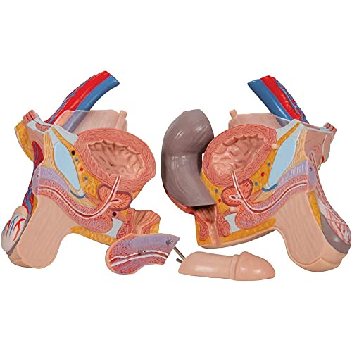ERCTOO Human Body Model - Torso Anatomical Model - Human Torso Anatomy Model 23 Pcs Removable Parts with Heart Visceral Brain Skeleto for Preschool & School Science Medical Education Display 85cm