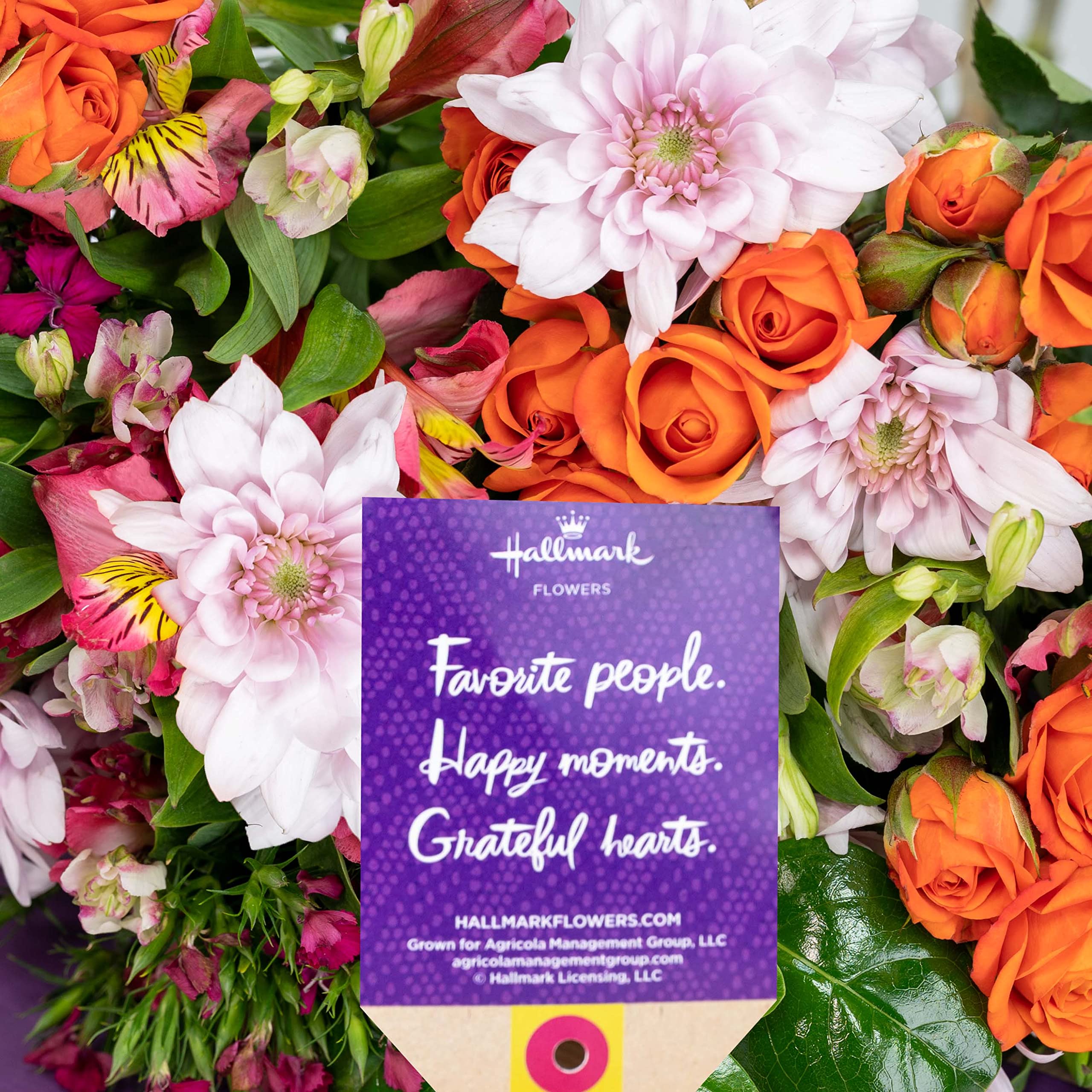 Charming Bouquet, Fresh Cut Flowers, No Vase, From Hallmark Flowers