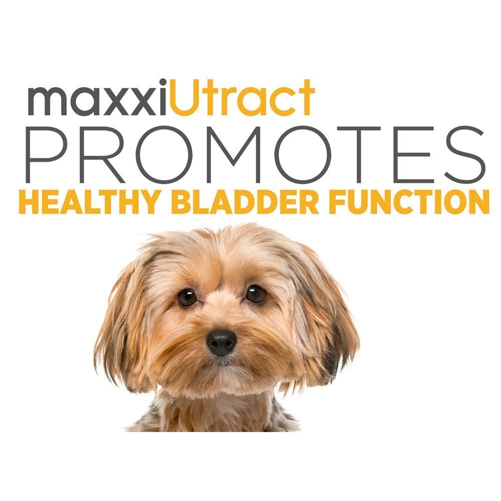 maxxipaws UTI Calm Bundle – maxxiUtract Urinary and Bladder Support for Dogs & maxxicalm Canine Calming Supplement