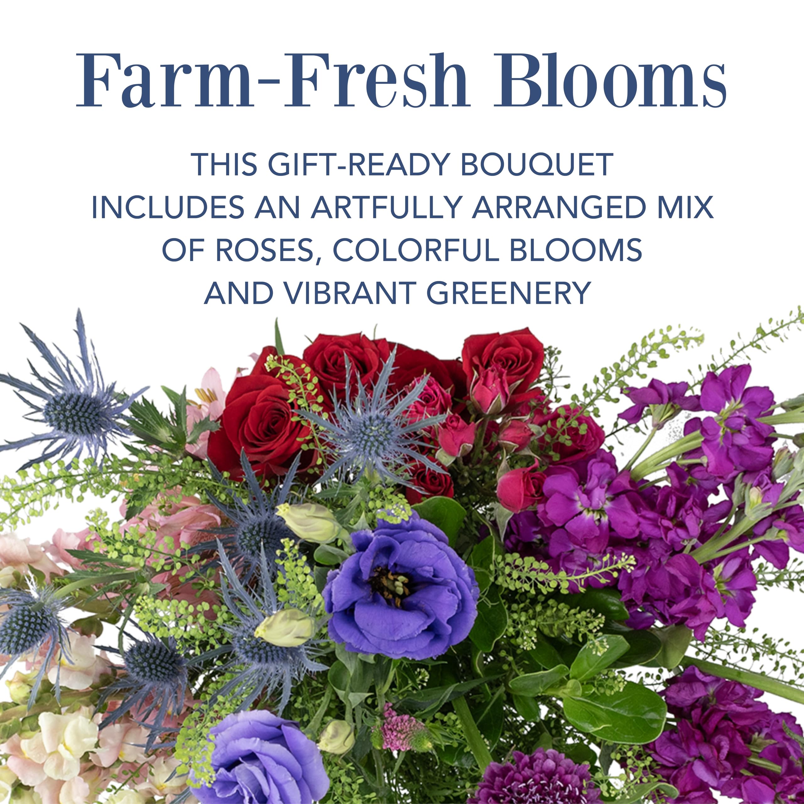 Country Living Floral Collection Premium Red and Pink Rose Mixed Fresh Flowers Delivery, Extra Large Bouquet