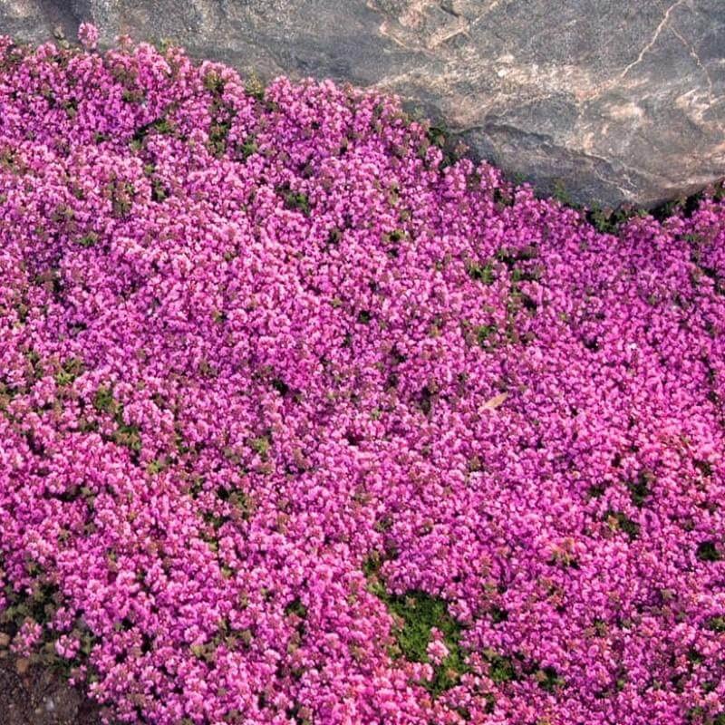 Dichmag 20000+ Heirloom Creeping Thyme Seeds for Planting - Non-GMO Magic Red Ground Cover Flowers Seeds Perennial Thymus Serpyllum Seed
