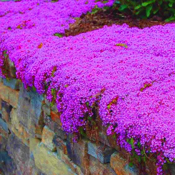 Dichmag 16000+ Purple Creeping Thyme Herb Thymus Serpyllum Groundcover Heirloom Flower Seeds - Perennial Flowers Thyme Non-GMO Thymus Serpyllum Seed