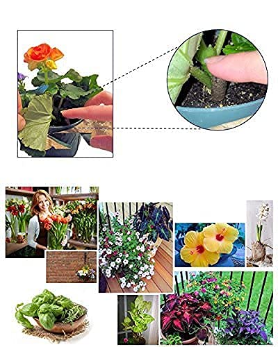 EarthPods Premium Fruit & Citrus Plant Food β Easy Organic Fertilizer Spikes β 100 Capsules β Boost Bloom, Fruit Flavor, Root Growth (Great for Dwarf Meyer Lemon, Lime, Orange, Avocado, Banana Trees)