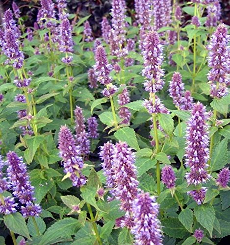 Gaea's Blessing Seeds - Anise Hyssop Herb Seeds - Non-GMO Seeds with Easy to Follow Planting Instructions - Open-Pollinated Heirloom High Germination Rate 96% Germination Rate 400mg