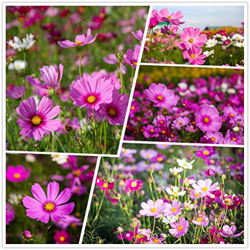 Cosmos(Cosmos bipinnatus) Non-GMO-Cosmos Flower Seed Mix Bulk Package of10,000 Seeds (10g)