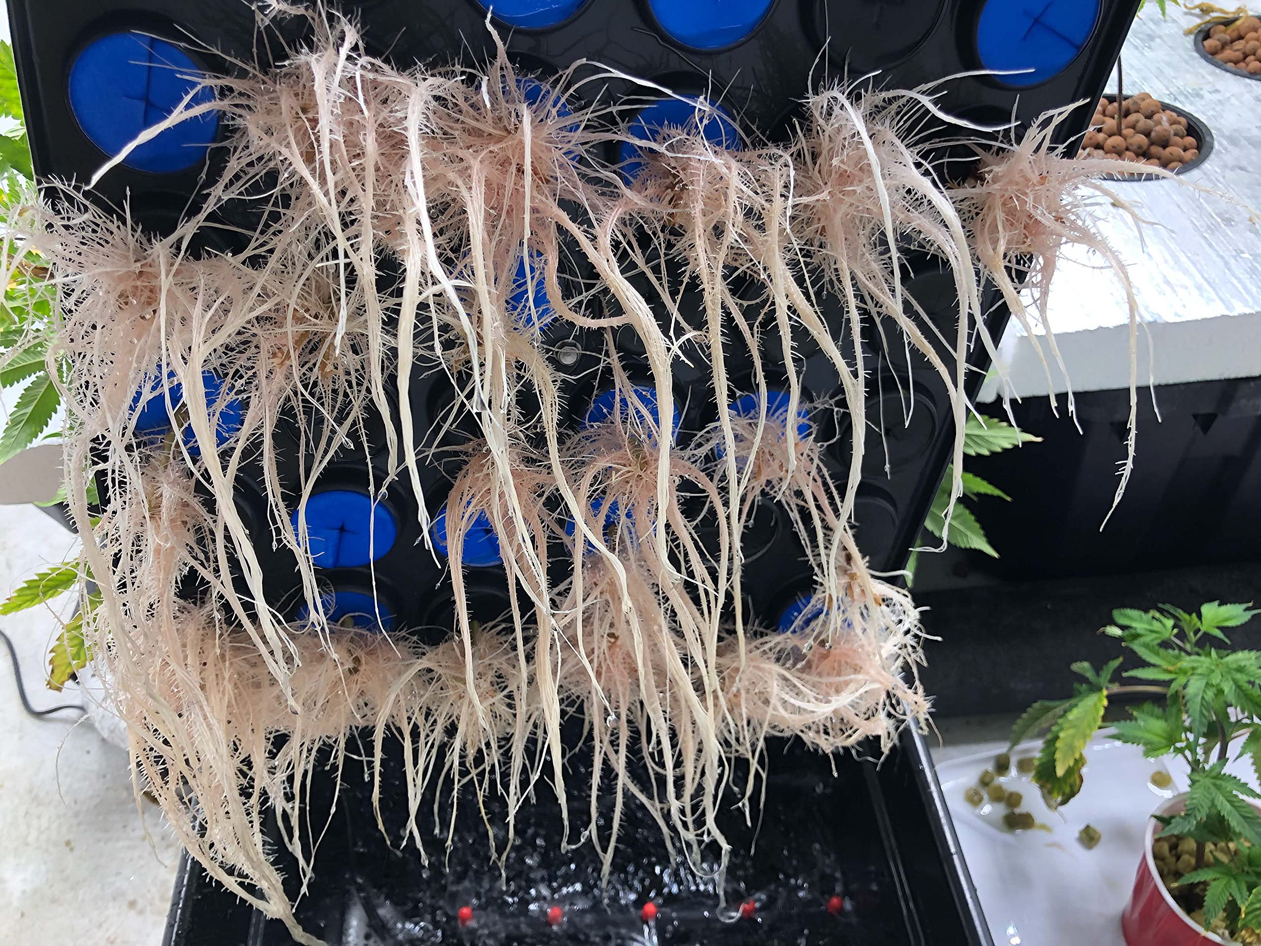 CLONE KING 25 Site Aeroponic Cloning Machine Expect 100% Success Rates
