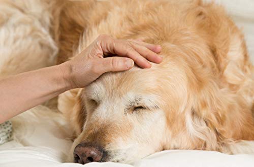 I LOVE MY PETS LLC Dog Joint Supplement with tumeric - Joint Health for Dogs - with Turmeric - MSM - Premium - msm for Dogs Joint Support - 120 Treats (2 Bottles)