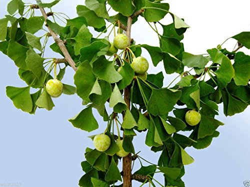 GINKGO BILOBA Plant Seeds"Maidenhiar tree" Can make an excellent bonsai(5 seeds)