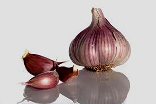 Garlic Bulb (3 Pack), Fresh Siberian HARDNECK Garlic Bulb for Planting and Growing Your OWN Garlic OR Eating