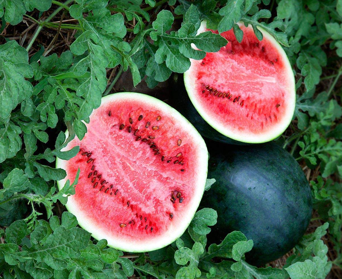CEMEHA SEEDS Watermelon Black Beauty Early Rare Giant Fruit Heirloom Organic Non-GMO