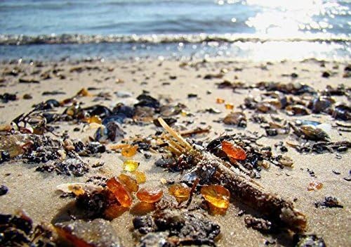 Genuine Fossil Baltic Amber with Inclusion with Magnifying Box/Beautiful Museum Grade