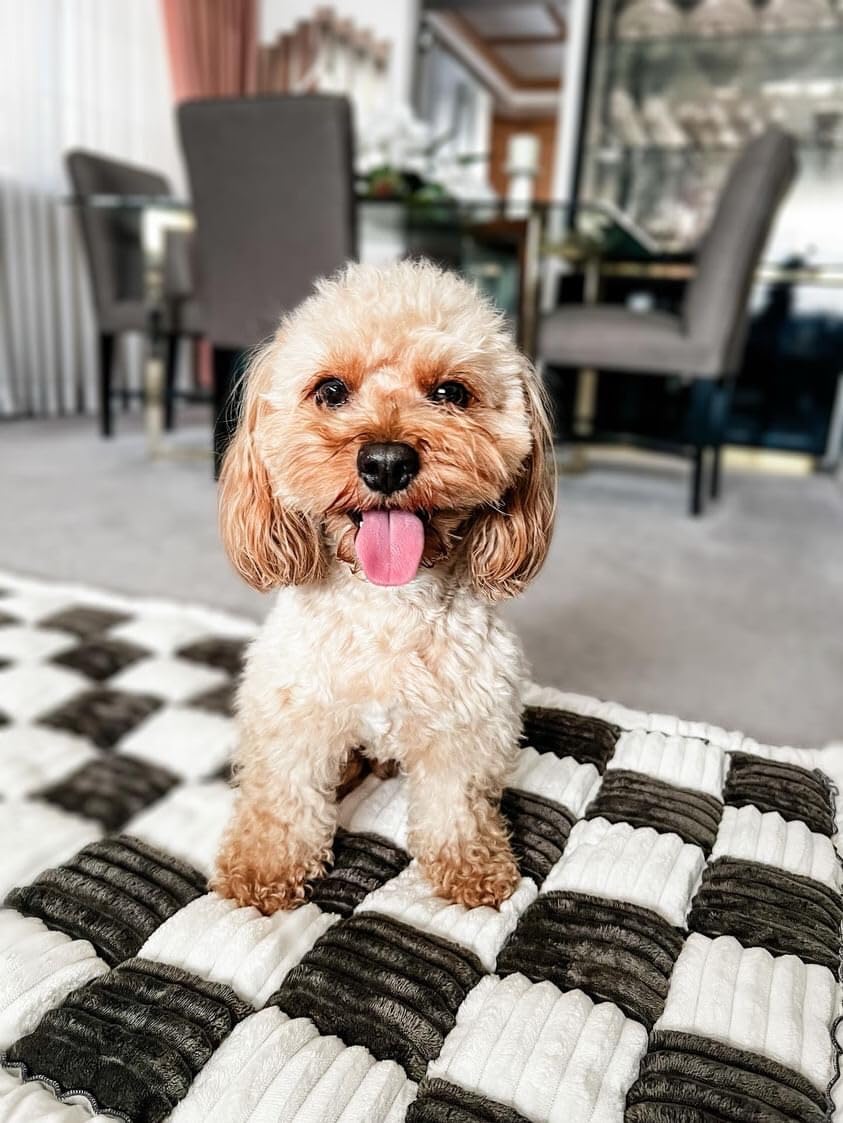 FUNNY FUZZY Couch Covers for Sofa, Pet Mat Bed Couch Cover Washable Pet Bed Cover Cream-Colored Large Plaid Square Protective Furniture Sofa Cover, 27.6"×59.1"