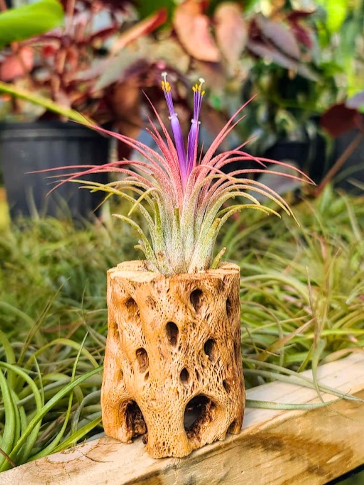 Cholla Wood Tillandsia Air Plant Planter by The Drunken Gnome (Airplant Included) (Cholla Wood)