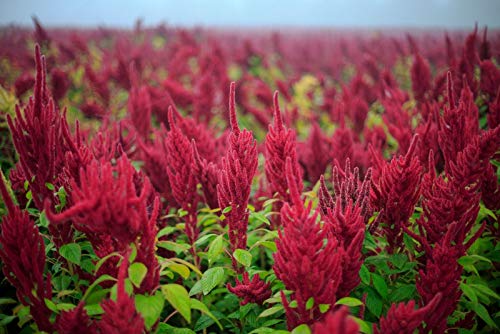 Gaea's Blessing Seeds - Amaranth Seeds - Red Garnet - Non-GMO Seeds with Easy to Follow Planting Instructions - Open-Pollinated - Untreated - Heirloom - 92% Germination - Net Wt. 1.3g